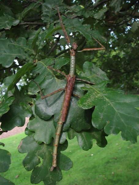 PSG 15 – Anchiale briareus | Wandelende Takken en Wandelende Bladeren