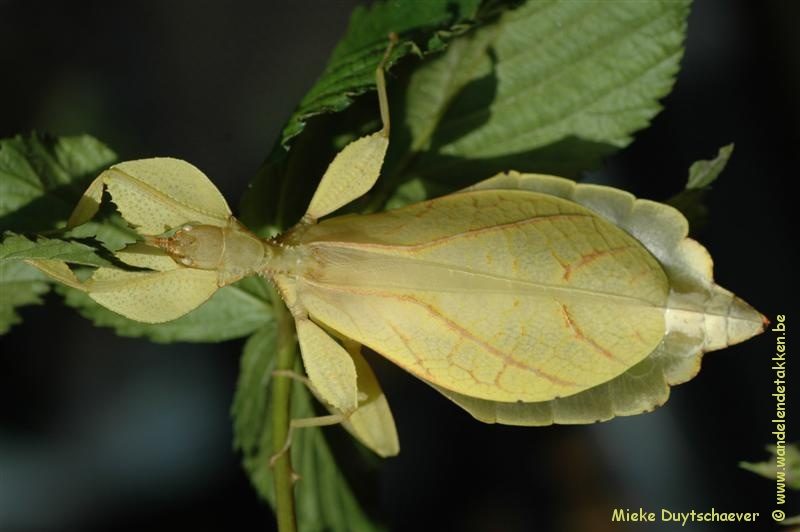 PSG 278 – Phyllium philippinicum | Wandelende Takken en Wandelende Bladeren